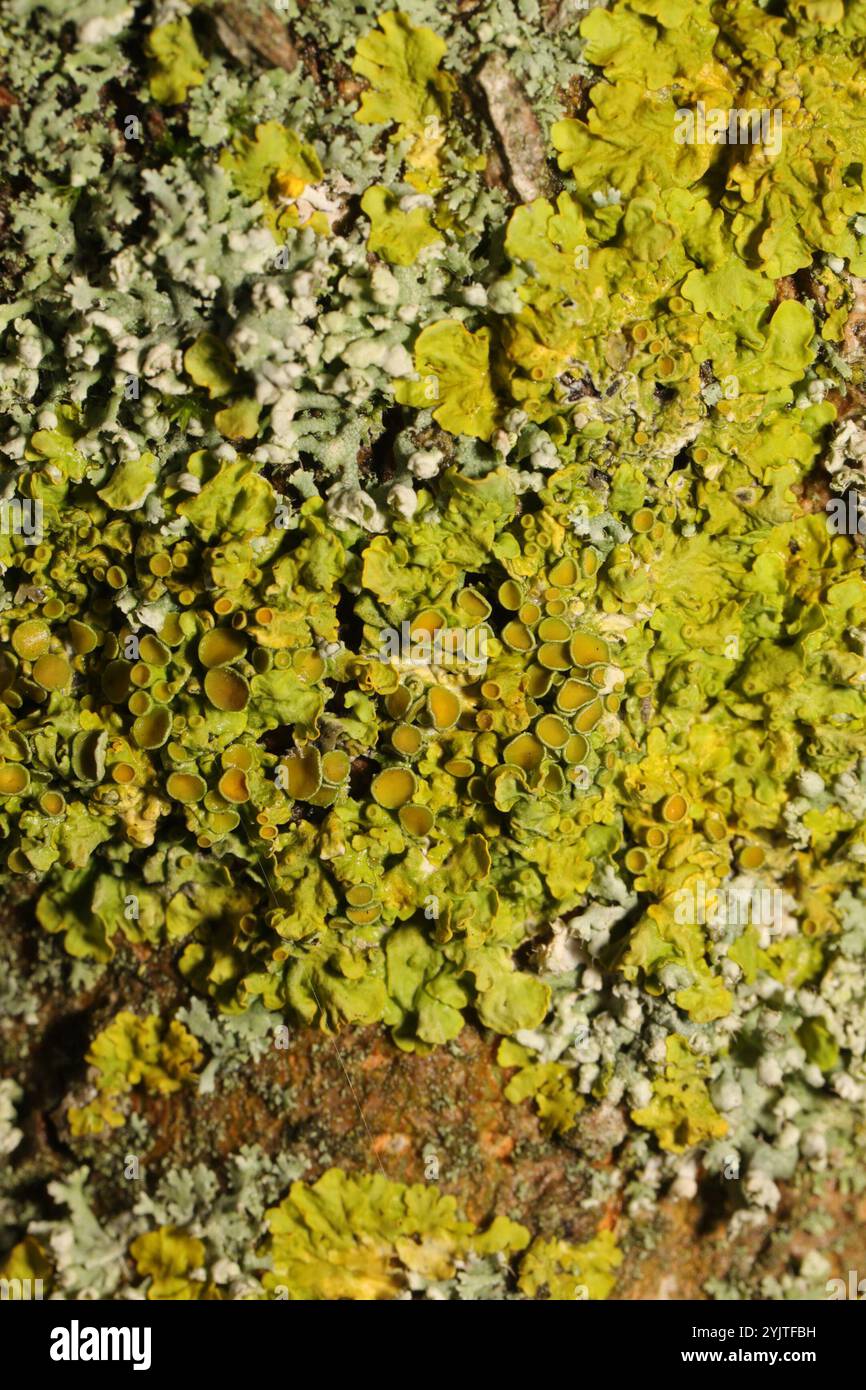 Common Sunburst Lichen (Xanthoria parietina Stock Photo - Alamy