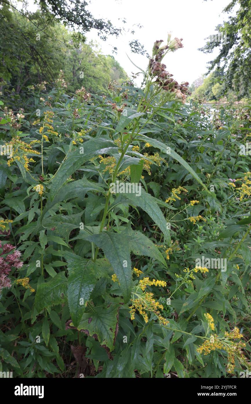 False Indian Plantain (Hasteola suaveolens Stock Photo - Alamy