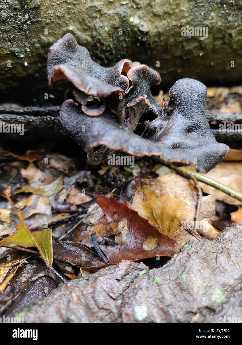 Eastern Black Trumpet (Craterellus fallax Stock Photo - Alamy