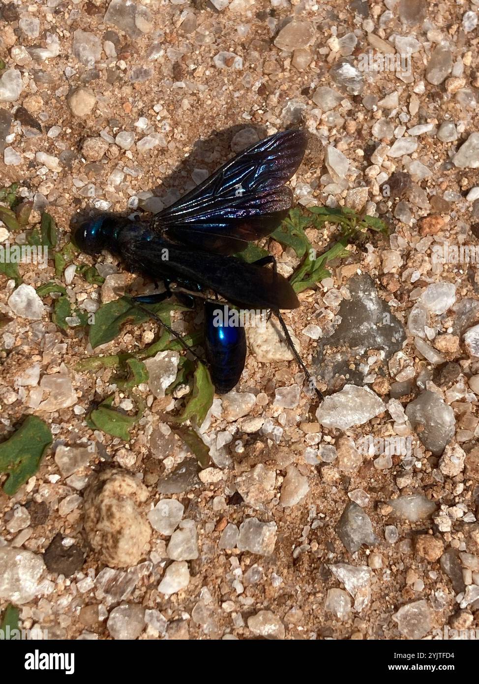 Steel-blue Cricket-hunter Wasp (Chlorion aerarium Stock Photo - Alamy