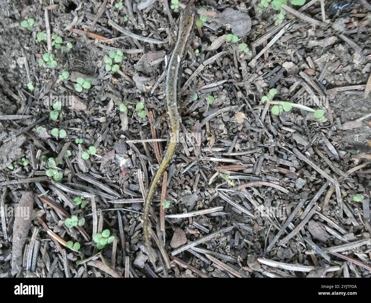 Northern Two-lined Salamander (Eurycea bislineata Stock Photo - Alamy