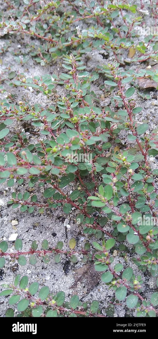 prostrate sandmat (Euphorbia prostrata Stock Photo - Alamy