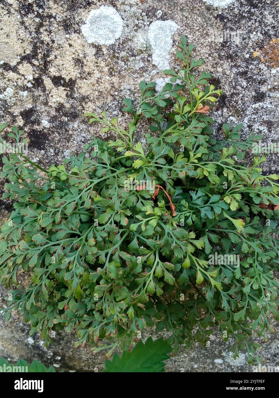 wall-rue (Asplenium ruta-muraria Stock Photo - Alamy