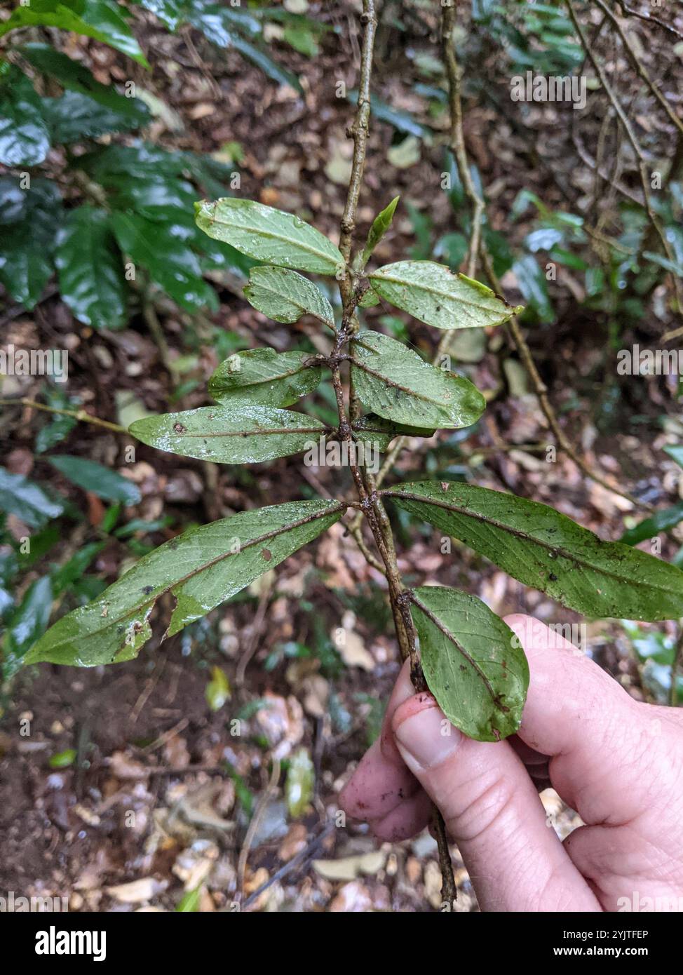 Atractocarpus hi-res stock photography and images - Alamy