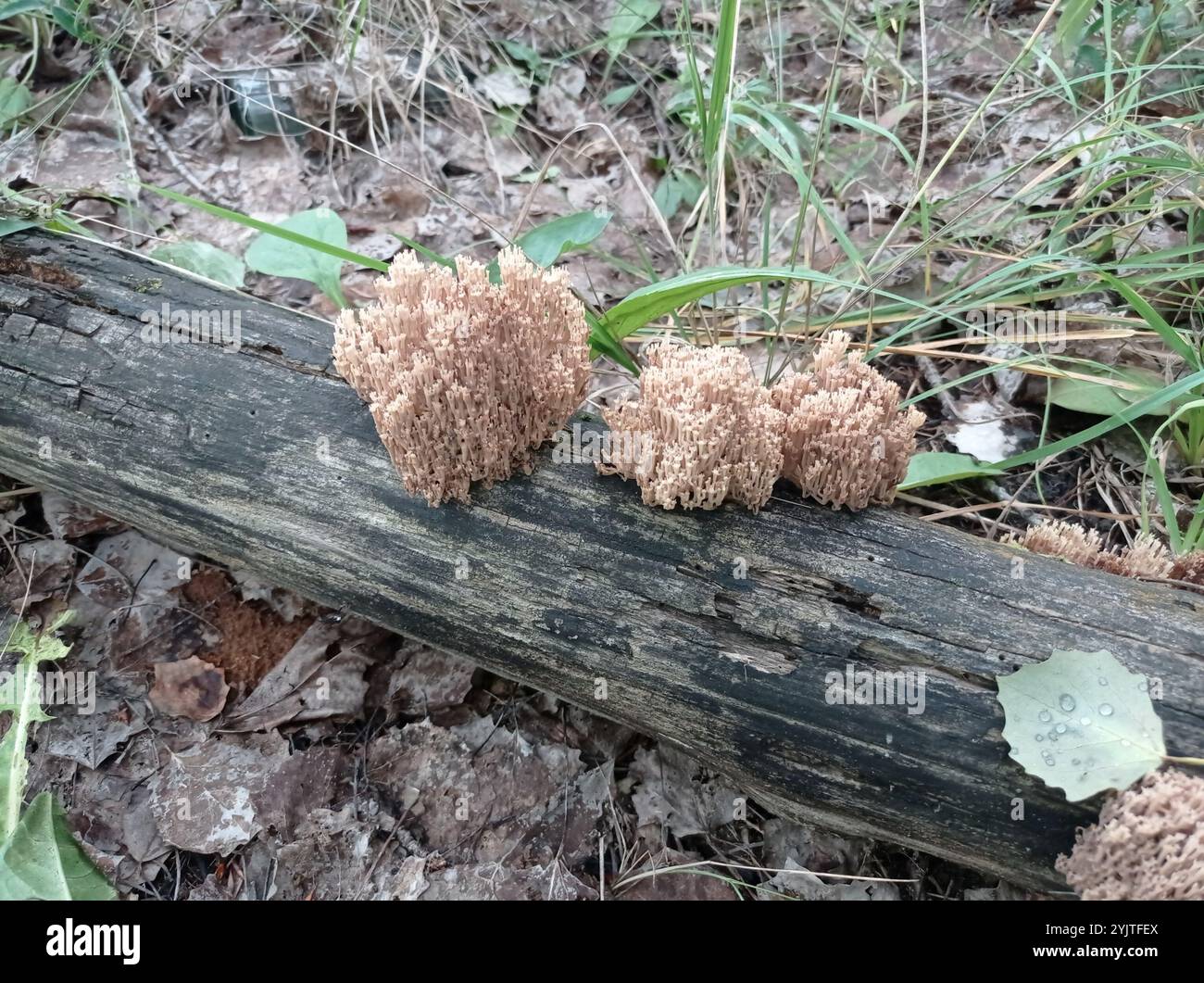 crown-tipped coral fungus (Artomyces pyxidatus Stock Photo - Alamy