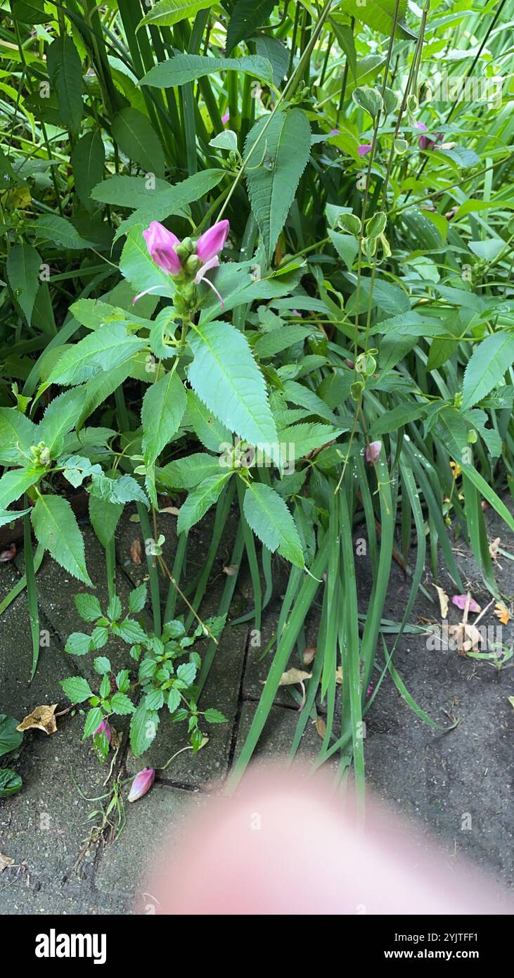 pink turtlehead (Chelone lyonii Stock Photo - Alamy