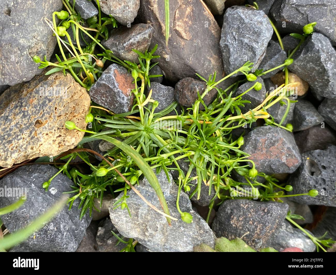 Procumbent Pearlwort (Sagina procumbens Stock Photo - Alamy