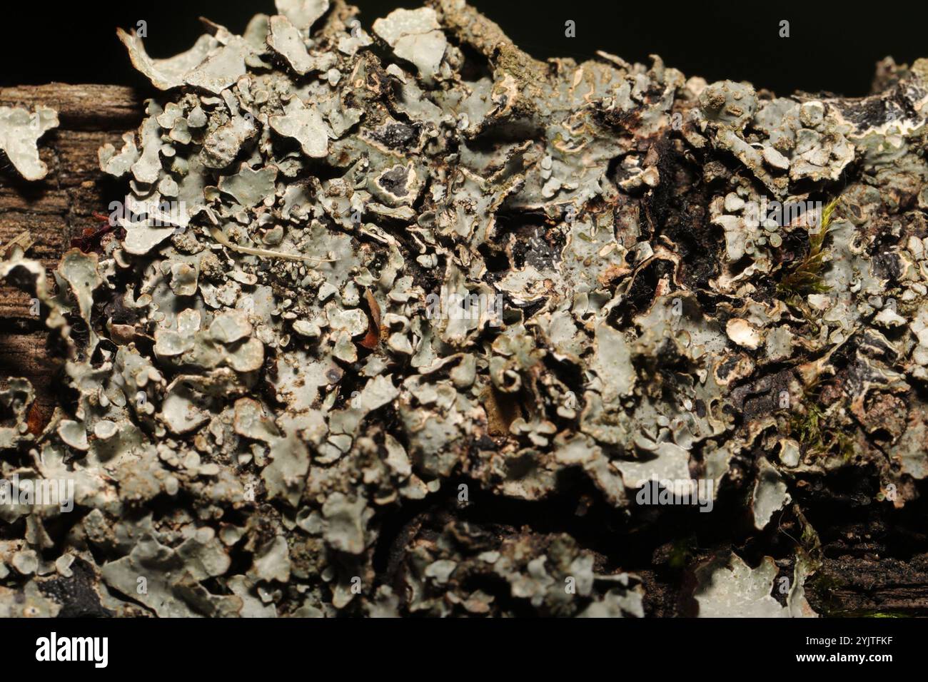 shield lichen (Parmelia sulcata Stock Photo - Alamy