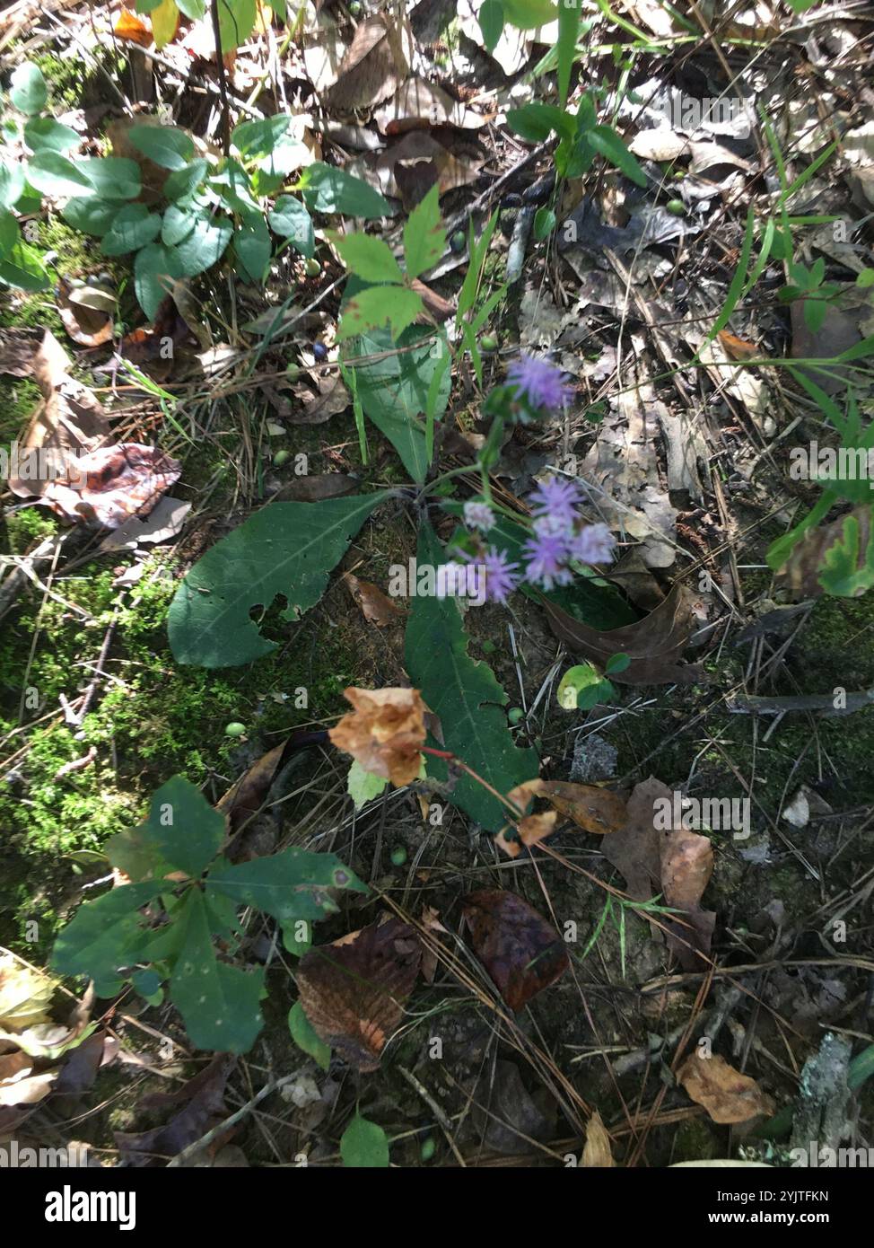 common elephant's-foot (Elephantopus tomentosus Stock Photo - Alamy