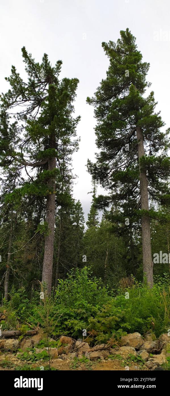Siberian pine (Pinus sibirica Stock Photo - Alamy