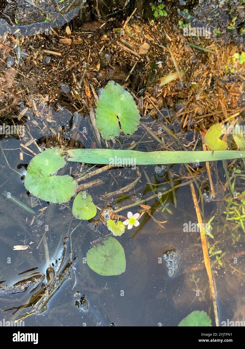 Floating Marsh-marigold (Caltha natans Stock Photo - Alamy