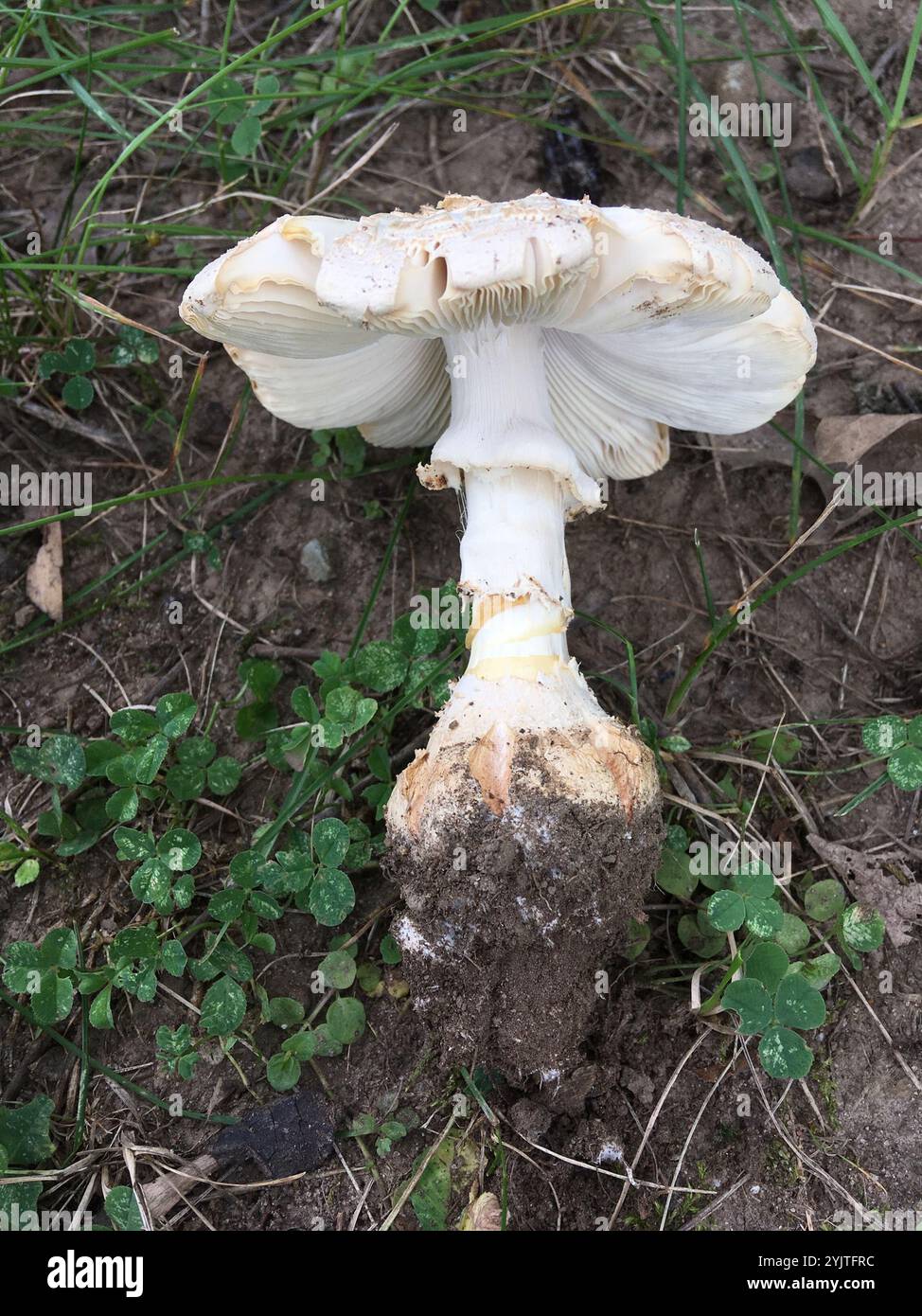 American abrupt bulbed amanita hi-res stock photography and images - Alamy