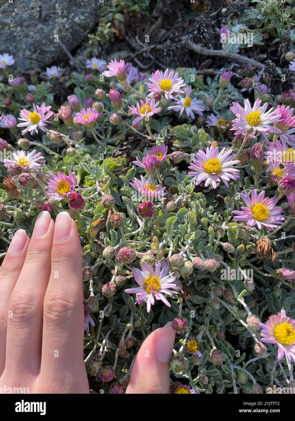 California Aster (Corethrogyne filaginifolia Stock Photo - Alamy