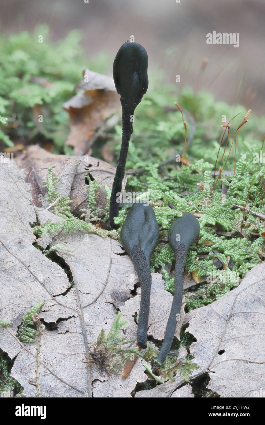 Earth Tongues (Geoglossum Stock Photo - Alamy