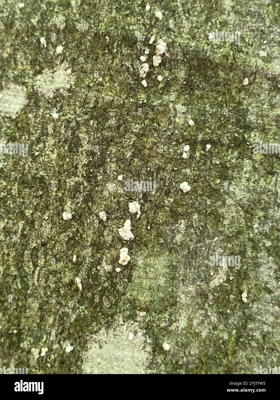 Beech Scale (Cryptococcus fagisuga Stock Photo - Alamy