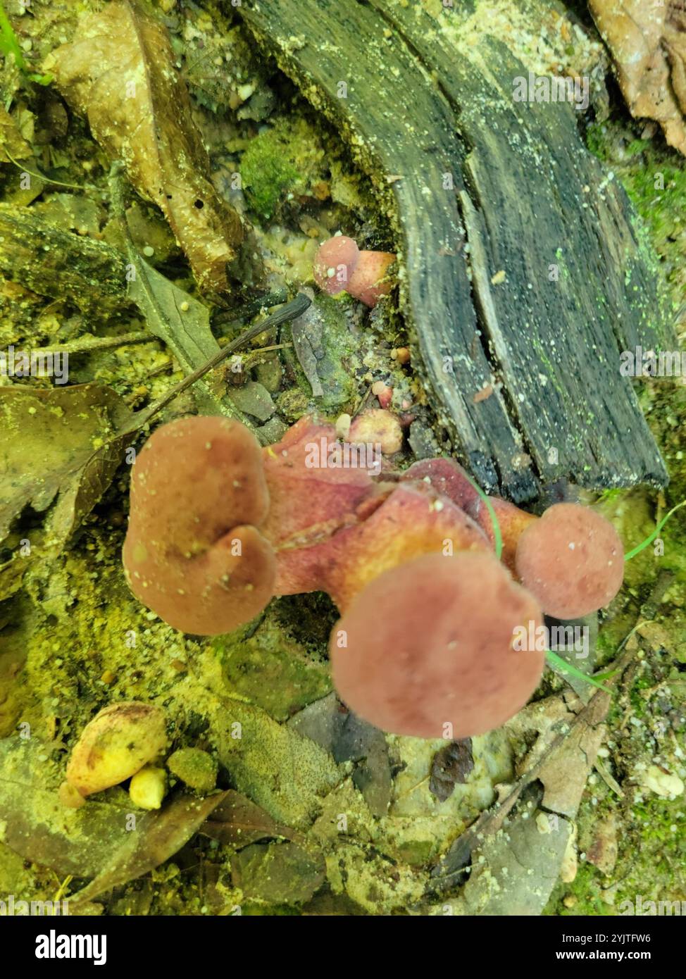 Bicolor bolete hi-res stock photography and images - Alamy