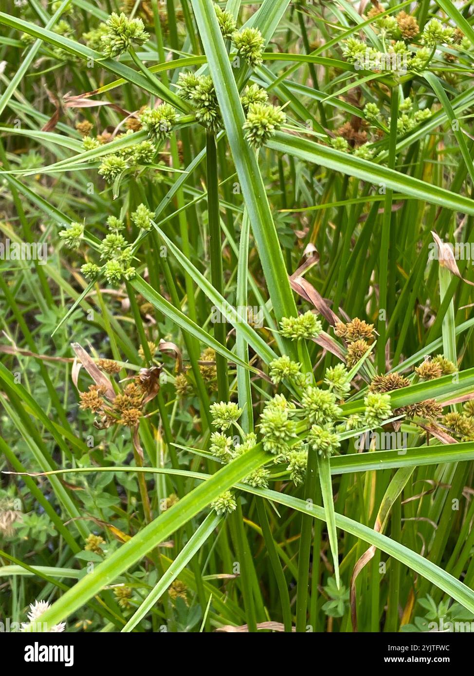 tall flatsedge (Cyperus eragrostis Stock Photo - Alamy
