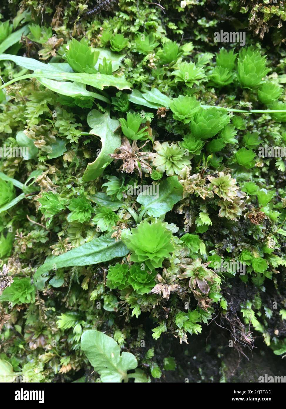 walking fern (Asplenium rhizophyllum Stock Photo - Alamy