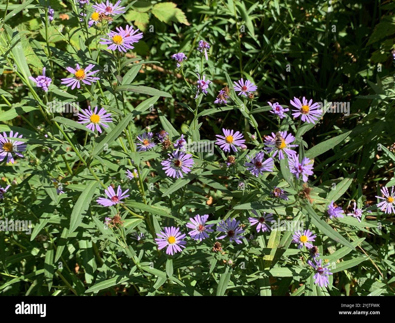 Douglas' Aster (Symphyotrichum subspicatum Stock Photo - Alamy