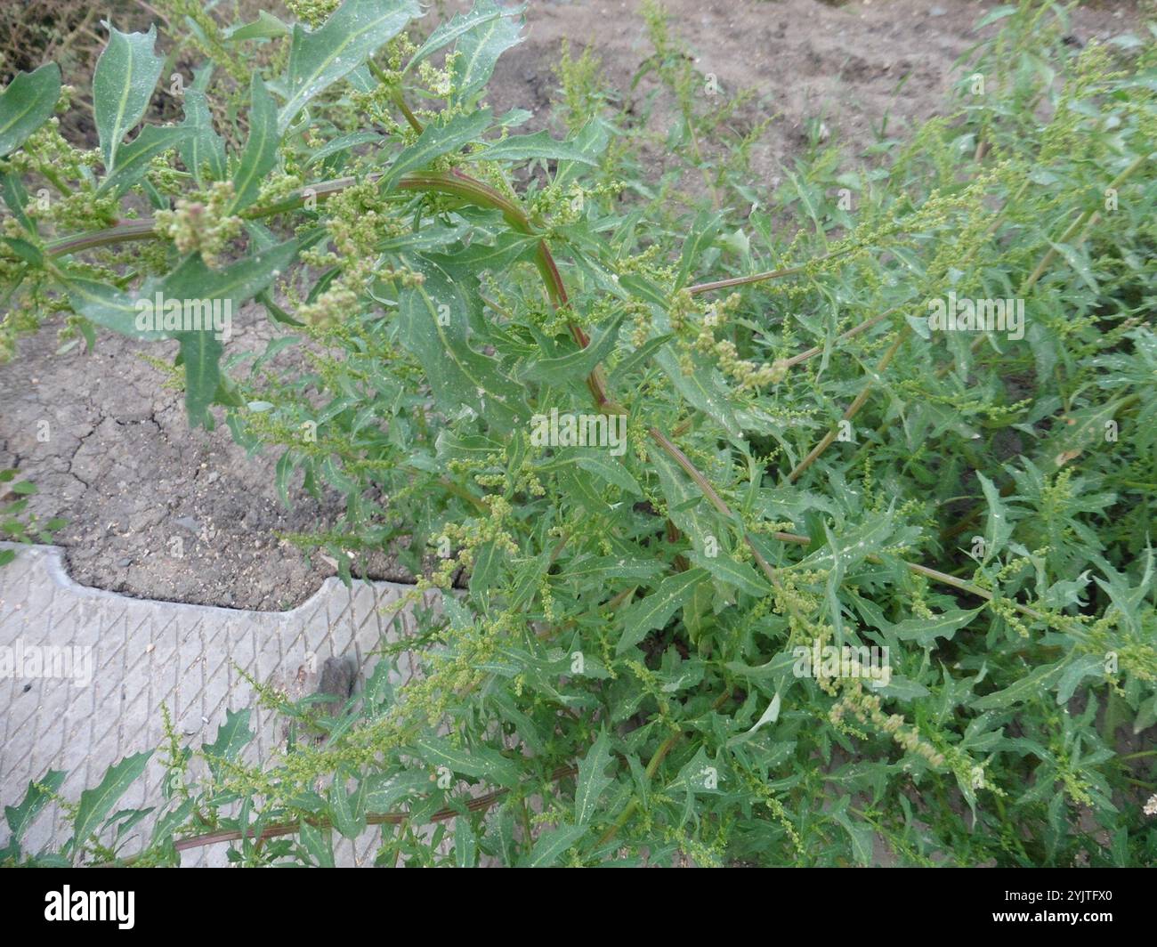 oak-leaved goosefoot (Oxybasis glauca Stock Photo - Alamy