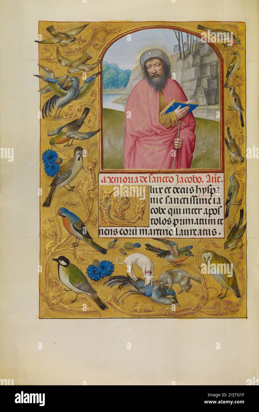 Spinola dog hi-res stock photography and images - Alamy