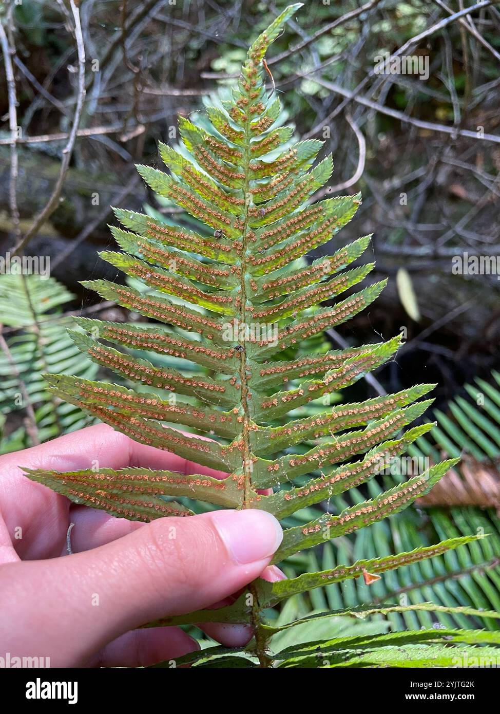 western sword fern (Polystichum munitum Stock Photo - Alamy