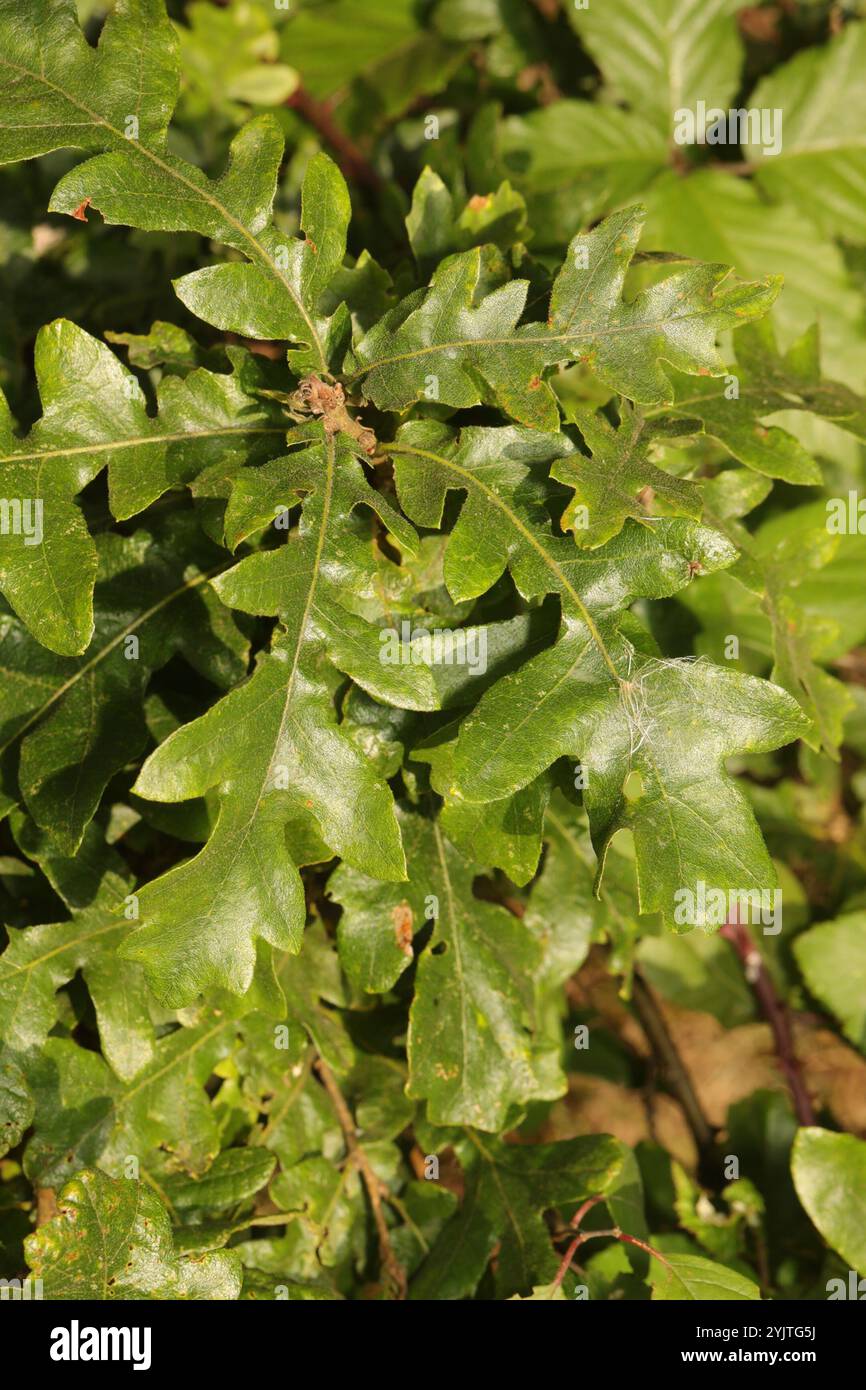 Turkey Oak (Quercus cerris Stock Photo - Alamy