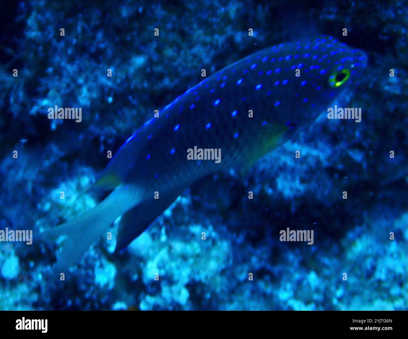 Jewel damsel hi-res stock photography and images - Alamy