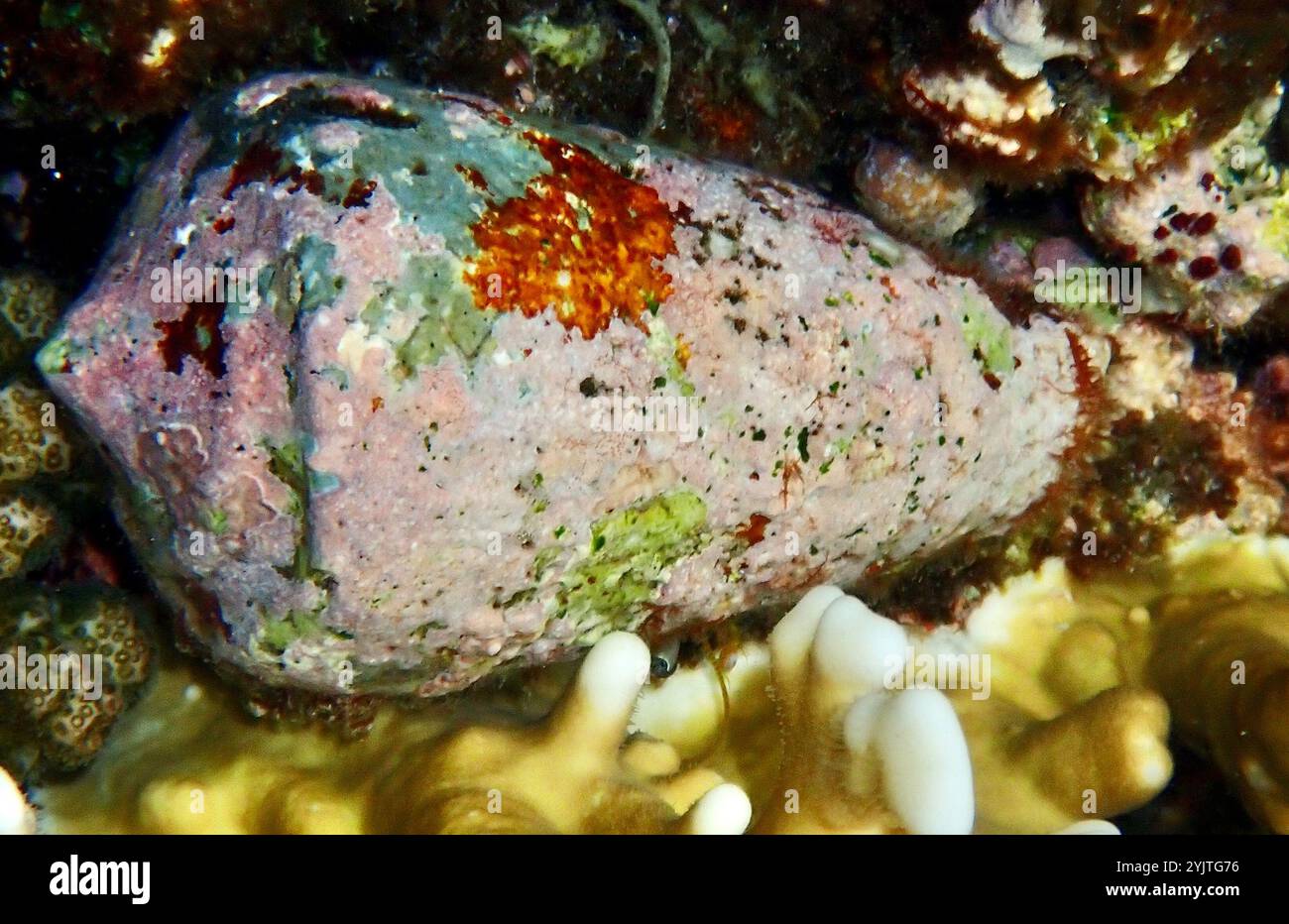Cone Snails (Conidae Stock Photo - Alamy