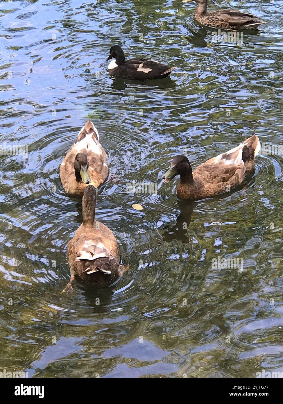 Domestic Mallard (Anas platyrhynchos domesticus Stock Photo - Alamy