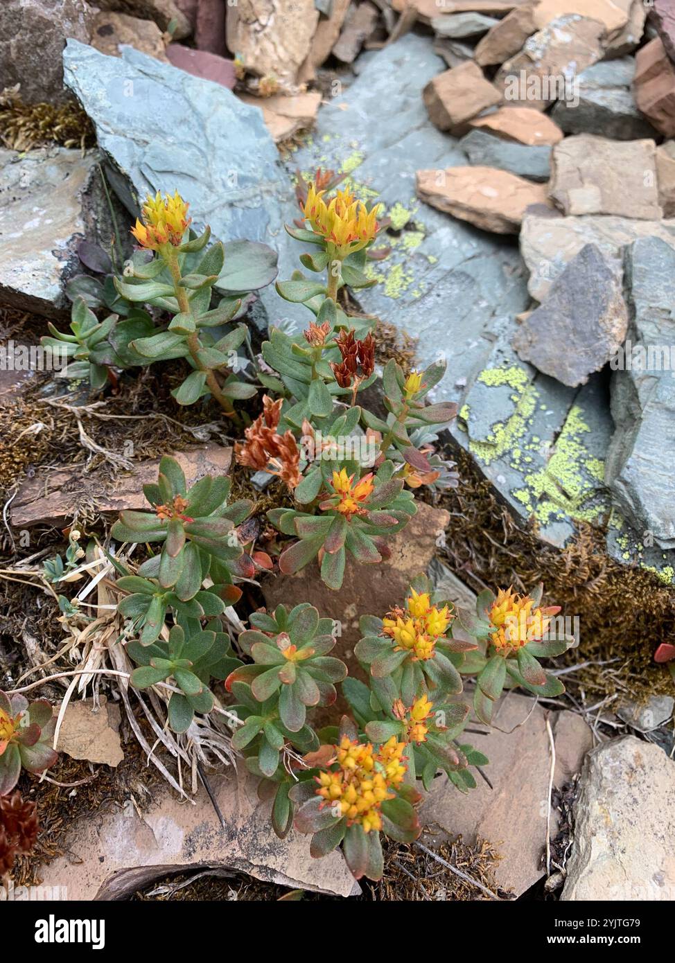 western roseroot (Rhodiola integrifolia Stock Photo - Alamy