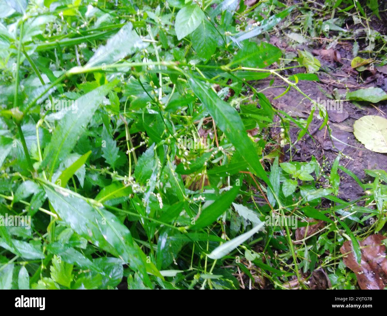 waterpepper (Persicaria hydropiper Stock Photo - Alamy