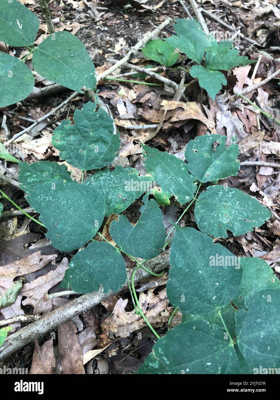 Polystachios hi-res stock photography and images - Alamy