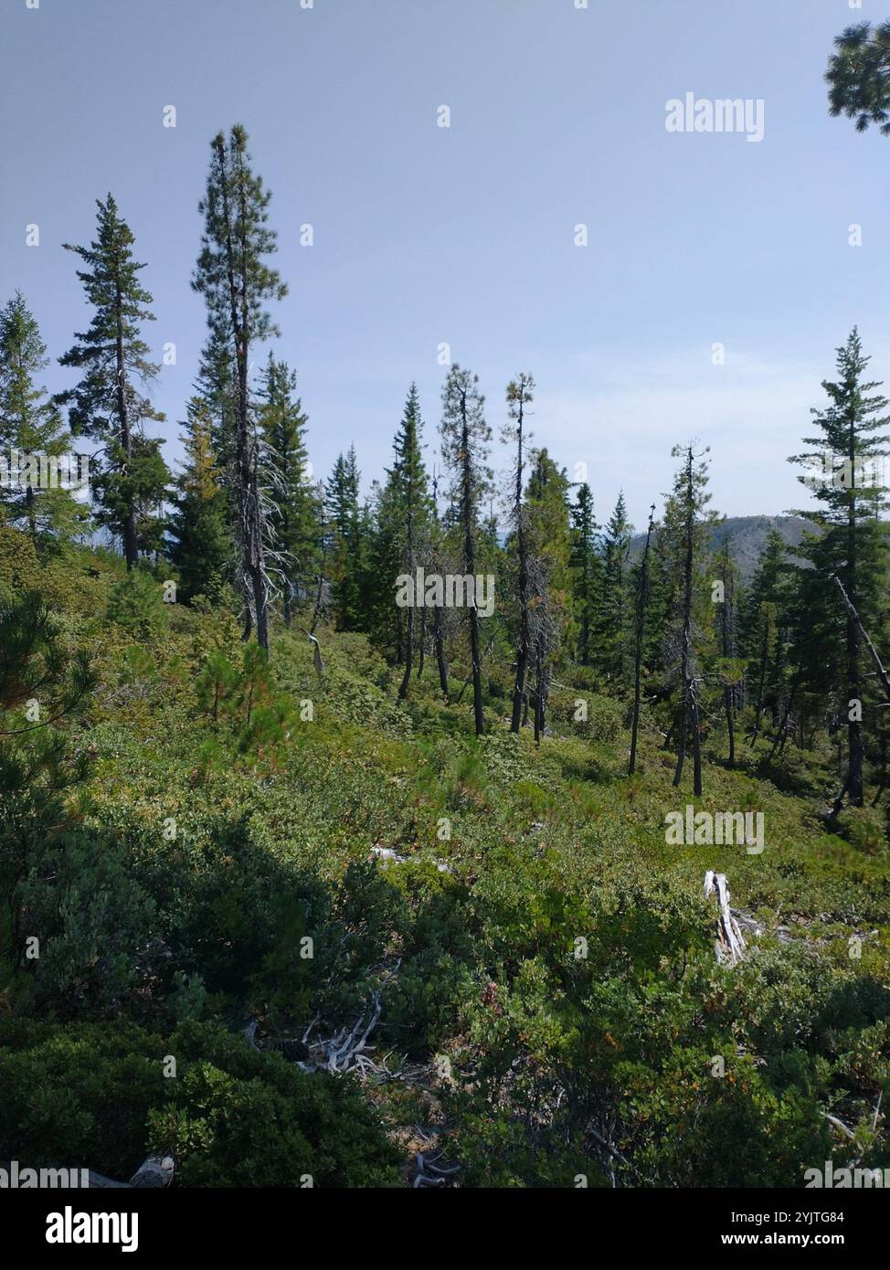 knobcone pine (Pinus attenuata Stock Photo - Alamy