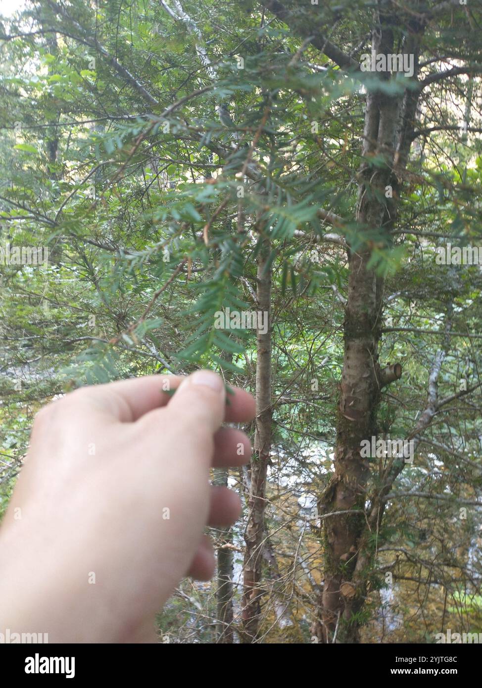 Pacific yew (Taxus brevifolia Stock Photo - Alamy