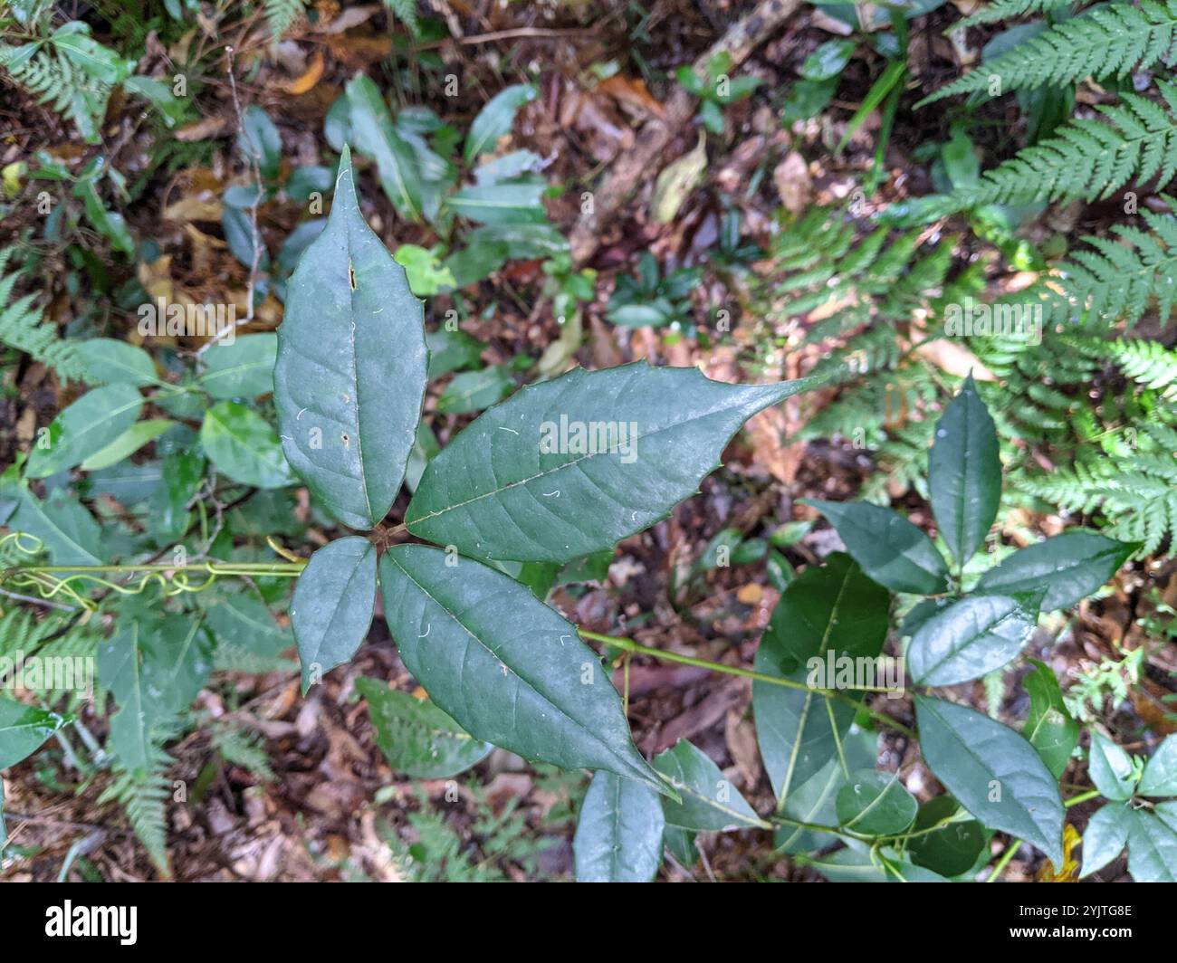 Five-Leaved Water Vine (Apocissus hypoglauca Stock Photo - Alamy