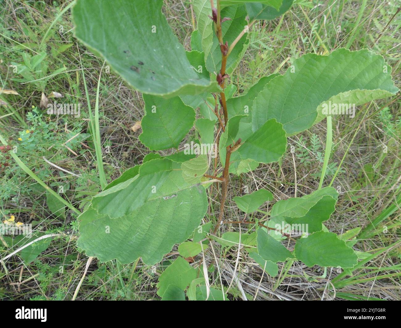 common alder (Alnus glutinosa Stock Photo - Alamy