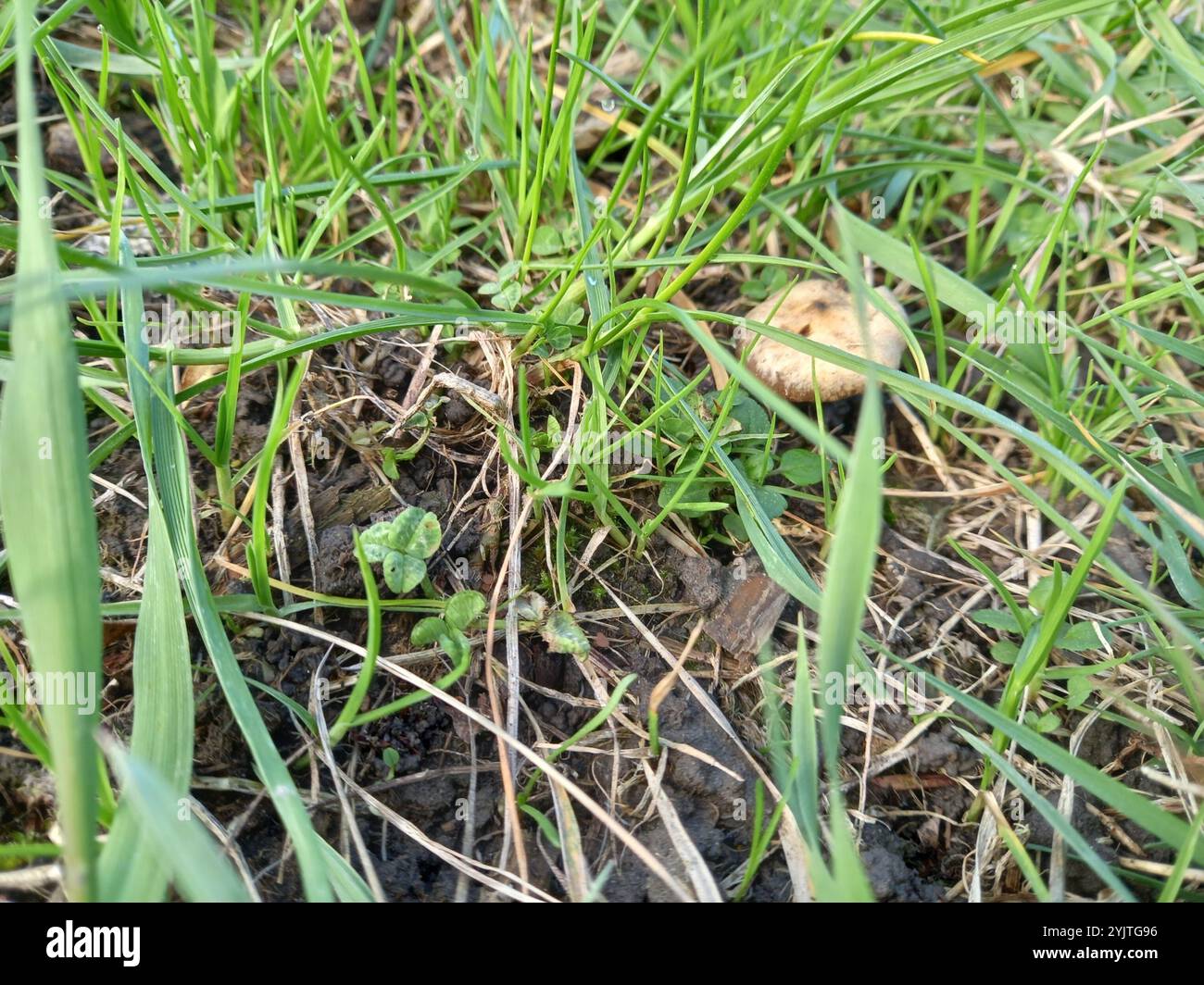 Psilocybe subaeruginosa hi-res stock photography and images - Alamy