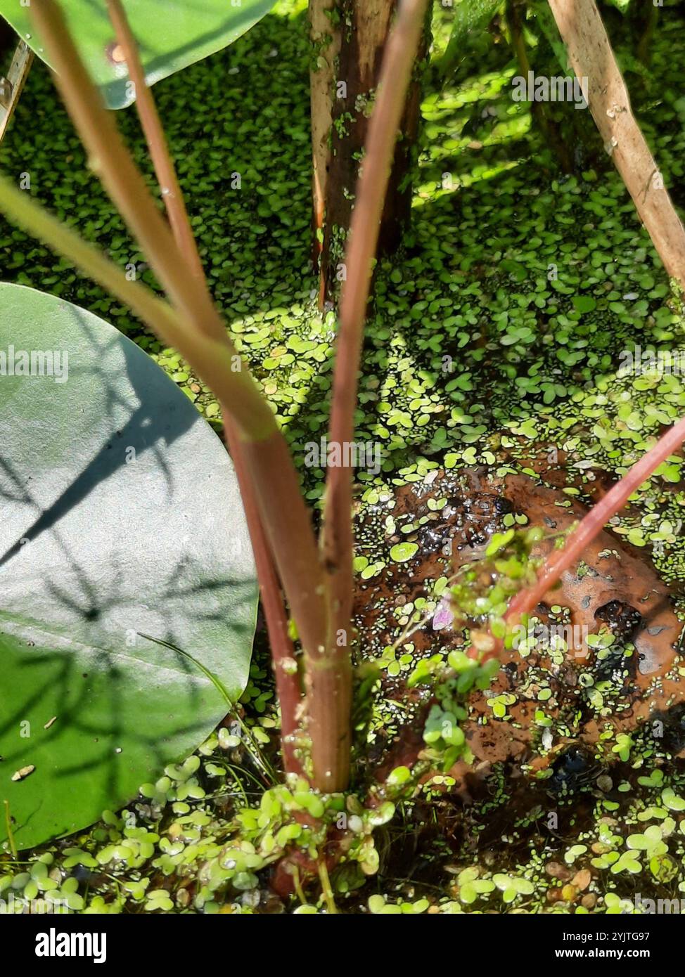 bulblet-bearing water hemlock (Cicuta bulbifera Stock Photo - Alamy