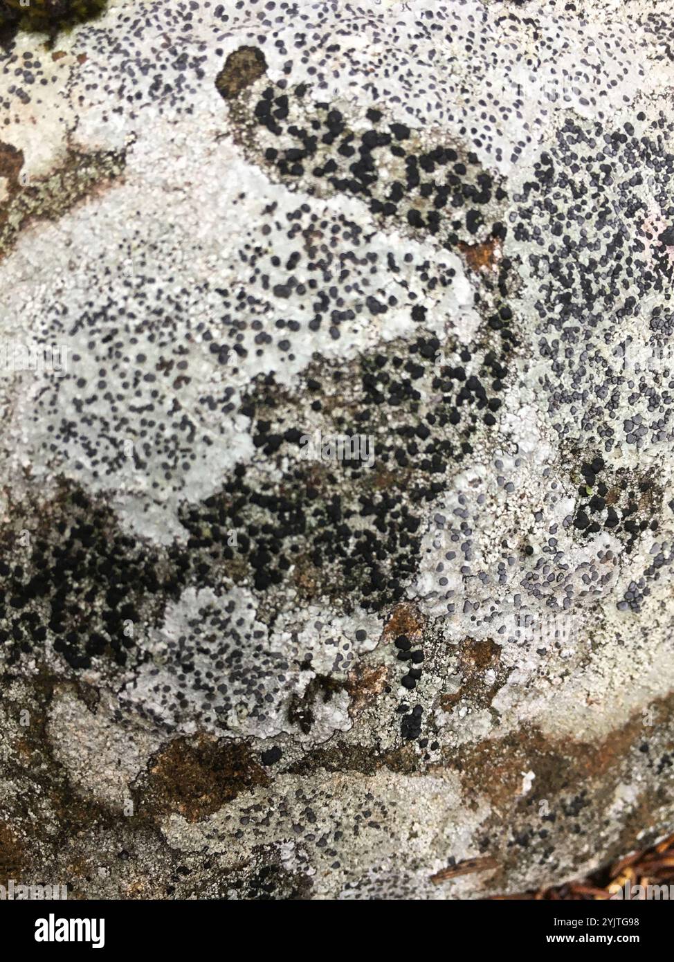 Concentric boulder lichen hi-res stock photography and images - Alamy