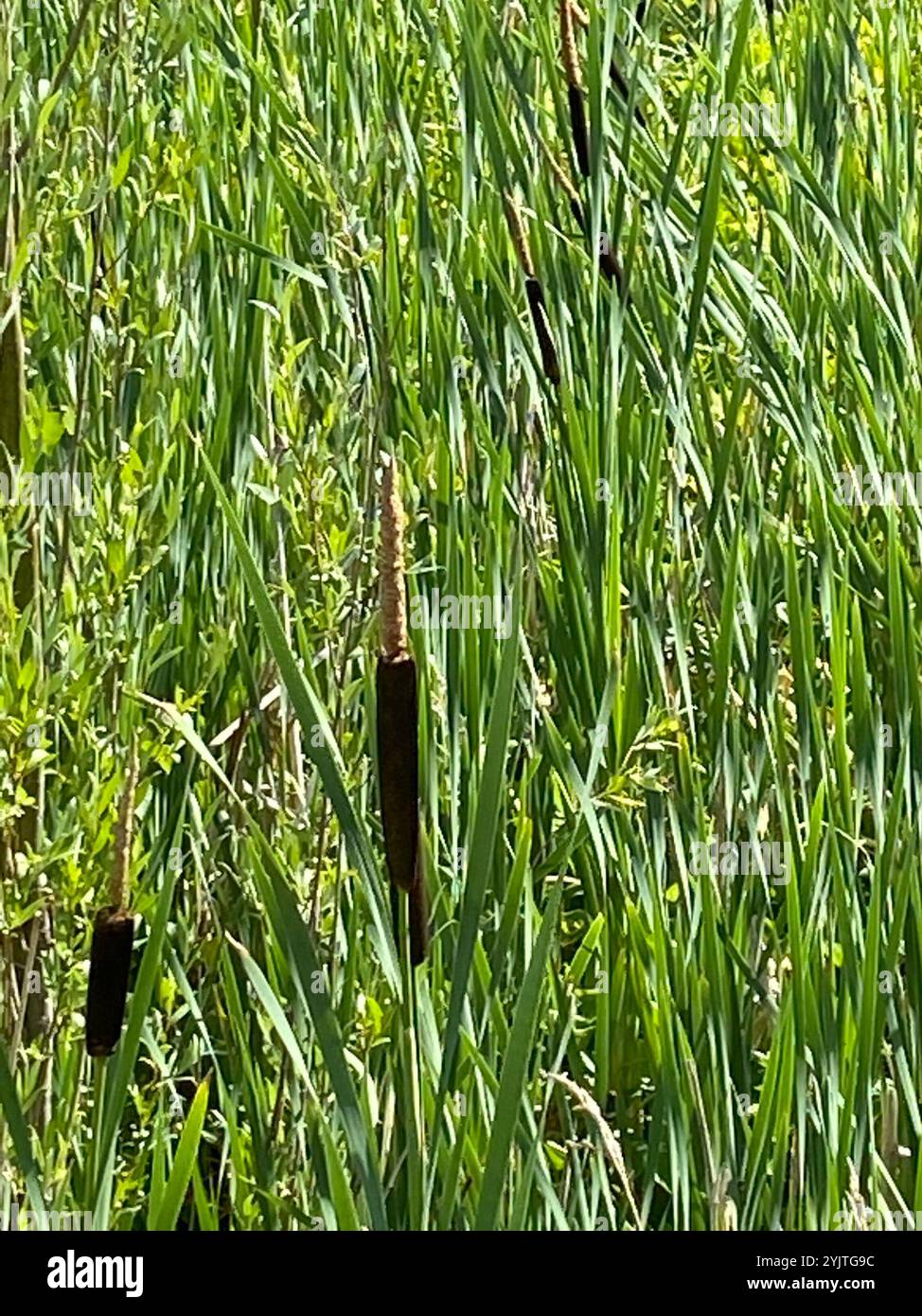 broadleaf cattail (Typha latifolia Stock Photo - Alamy