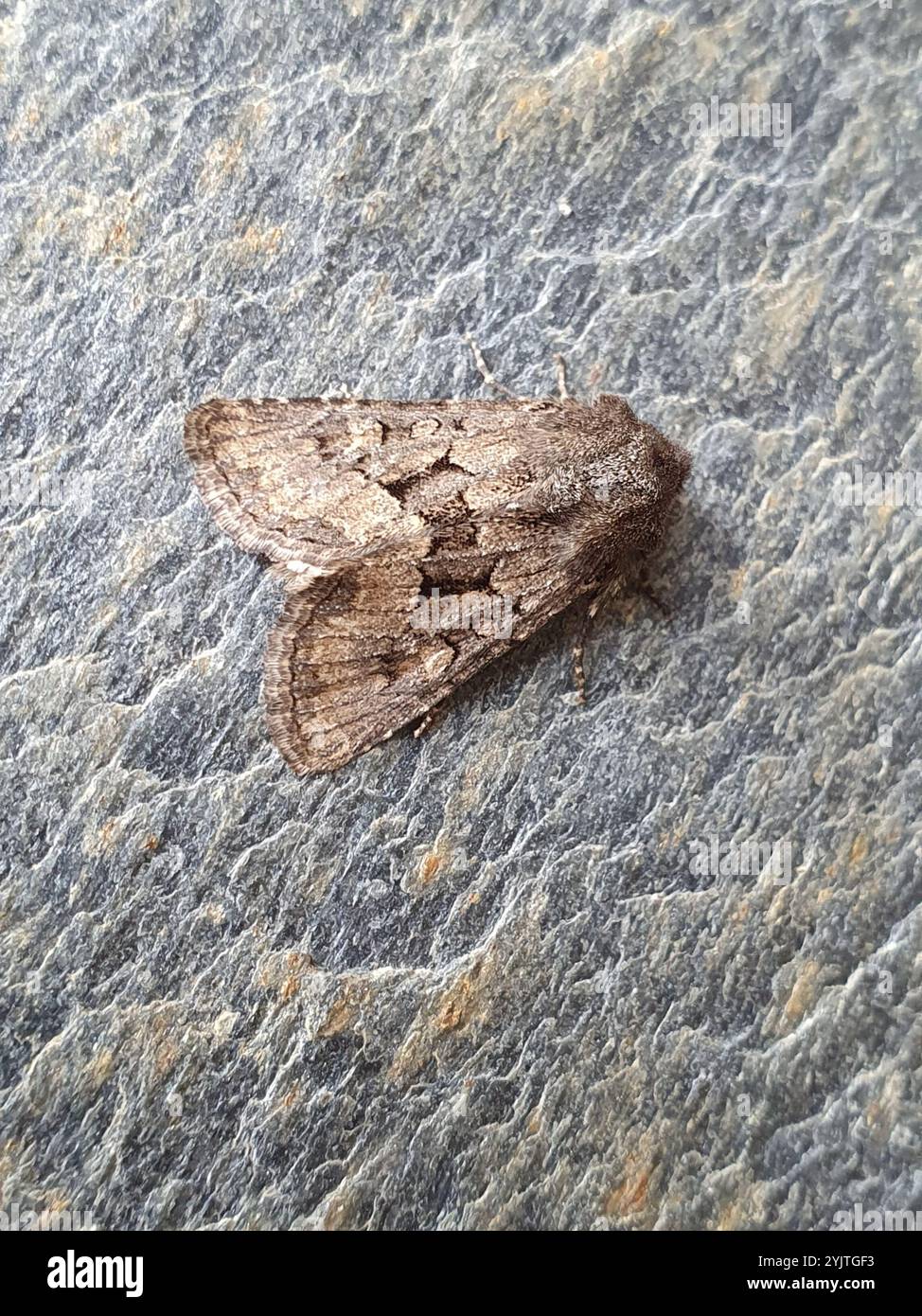 Flounced Rustic (Luperina testacea Stock Photo - Alamy