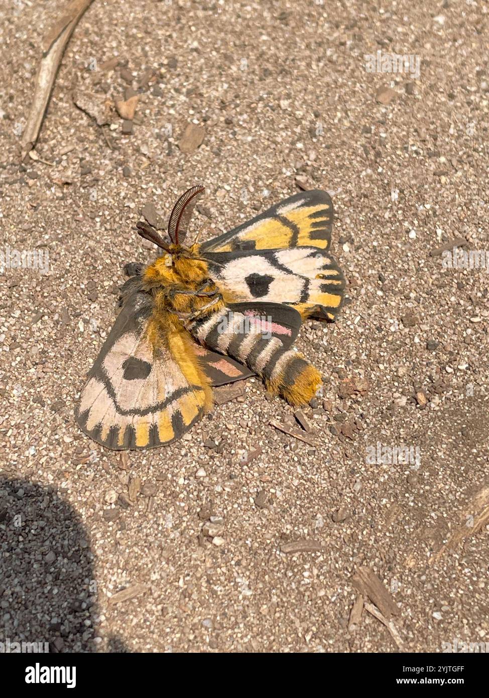Western Sheep Moth (Hemileuca eglanterina Stock Photo - Alamy