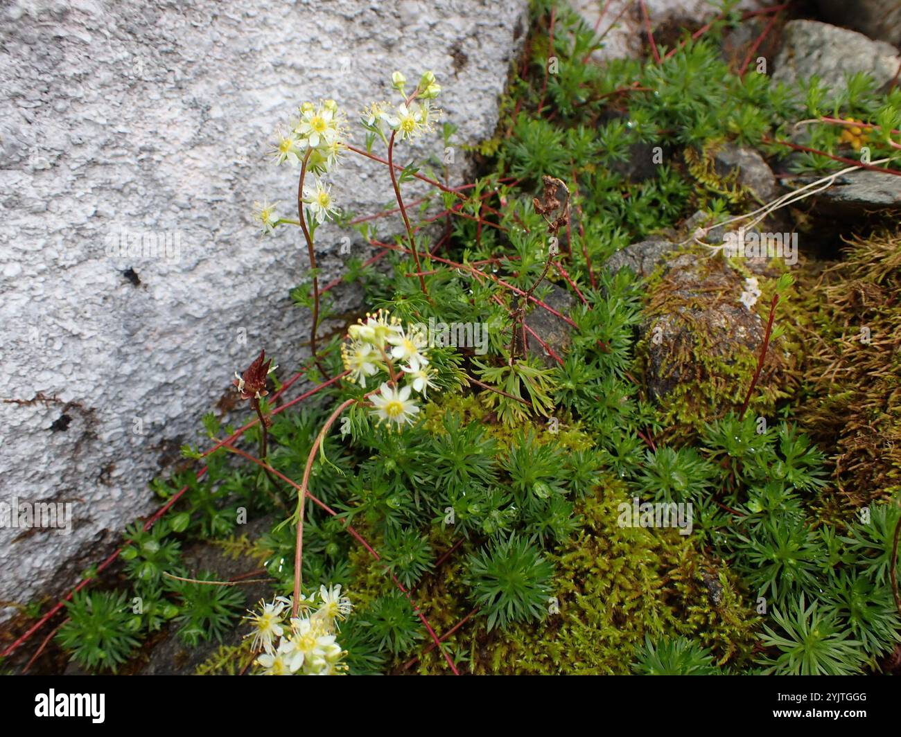 Partridgefoot (Luetkea pectinata Stock Photo - Alamy