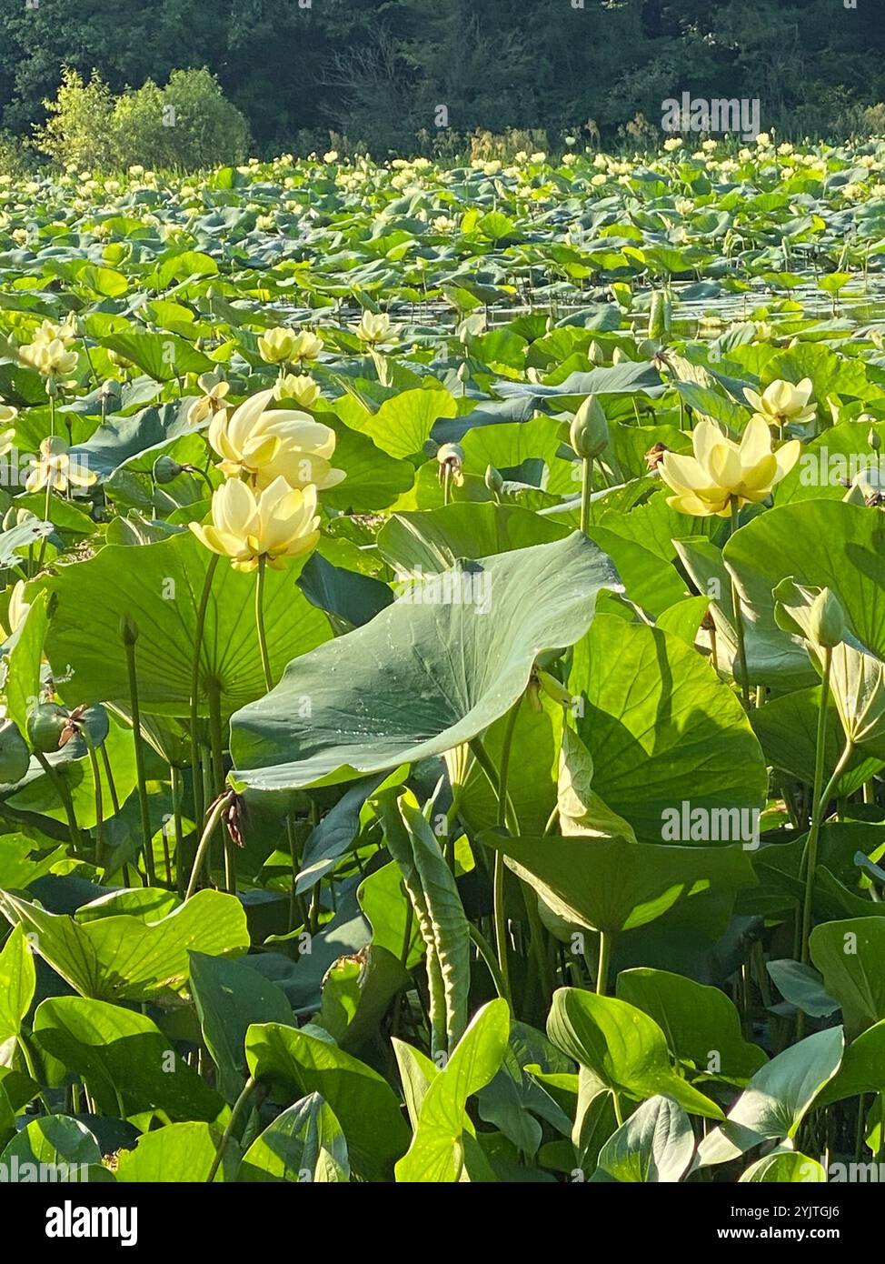 American lotus (Nelumbo lutea Stock Photo - Alamy