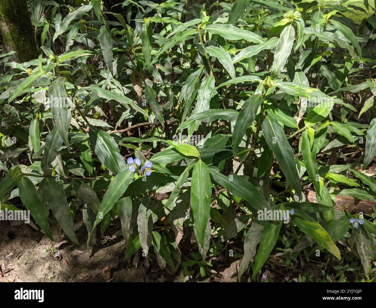 Virginia Dayflower (Commelina virginica Stock Photo - Alamy