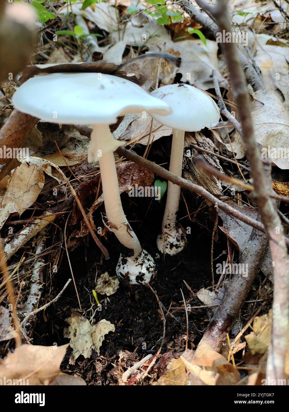 Eastern North American Destroying Angel (Amanita bisporigera Stock ...