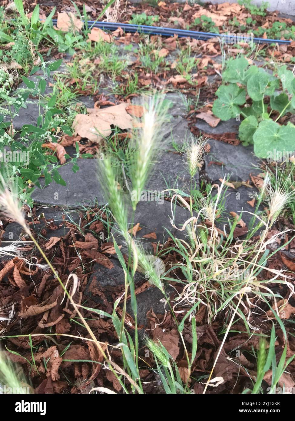 wall barley (Hordeum murinum Stock Photo - Alamy