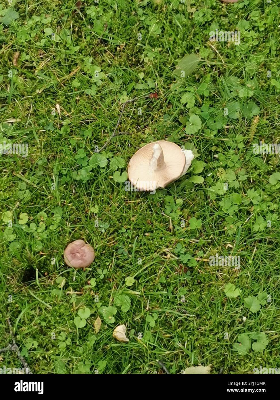 Stumpy milkcap hi-res stock photography and images - Alamy