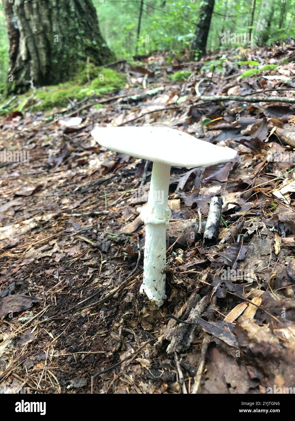 Eastern North American Destroying Angel (Amanita bisporigera Stock ...